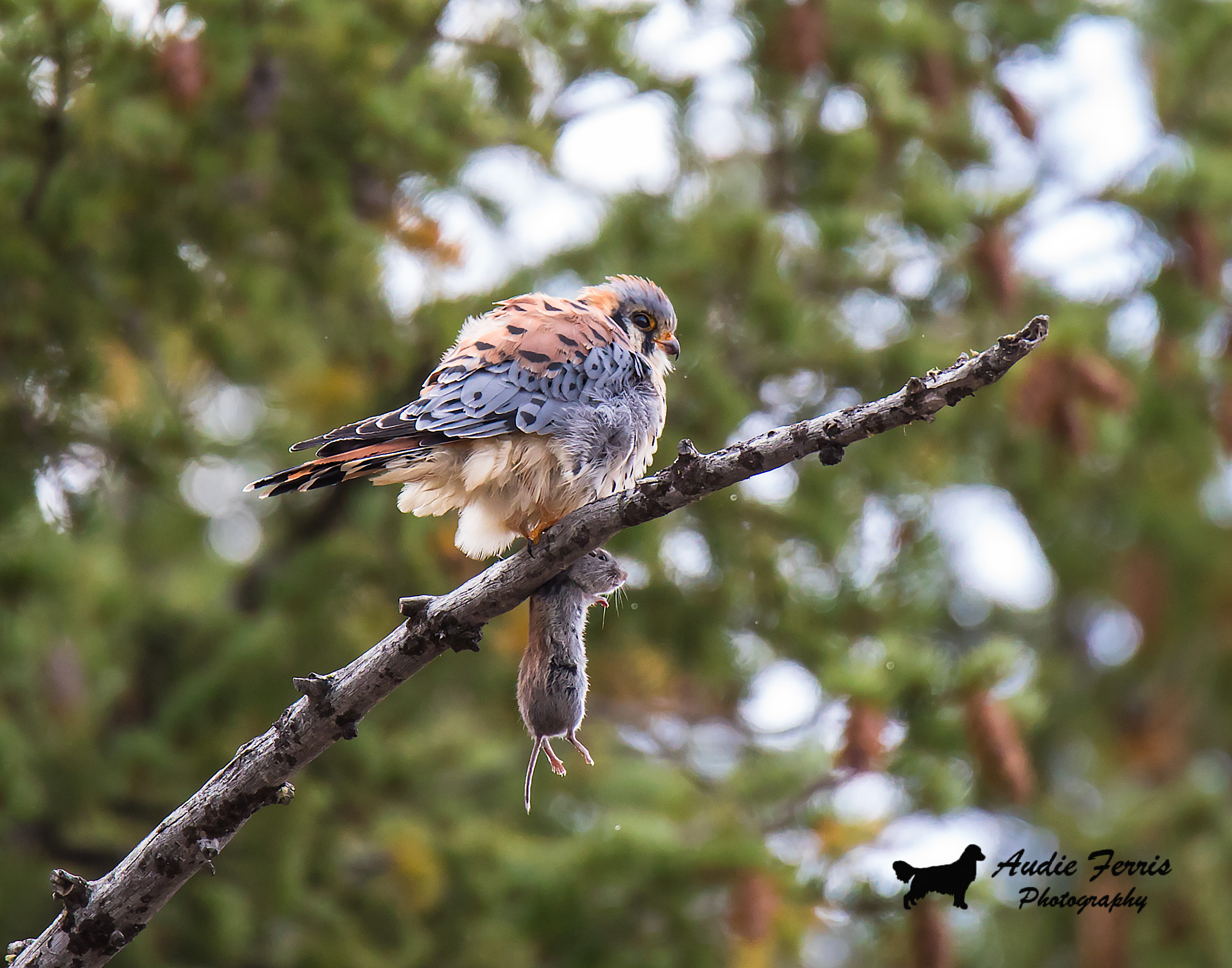 Kestrel with catch | Shutterbug